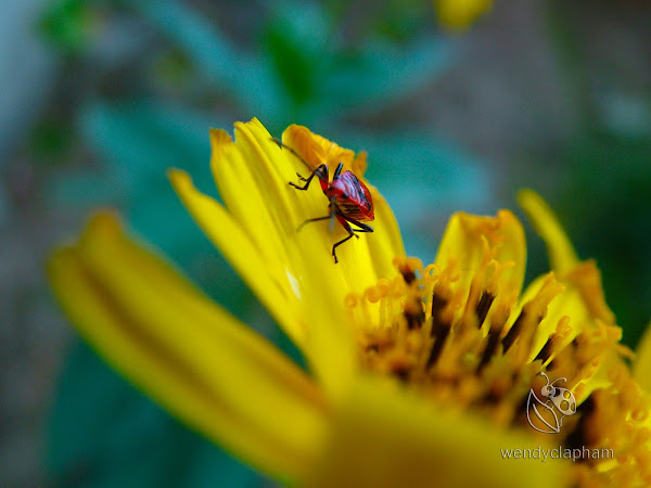 Cotton Stainer Nymph | Project Noah