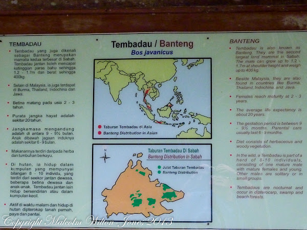 Banteng or Tembadau | Project Noah