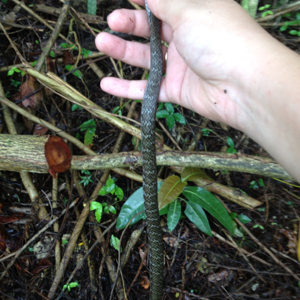 Puerto Rican Racer_Corredora de PR | Project Noah