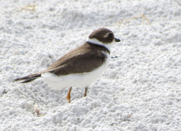 Semi-palmated Plover | Project Noah