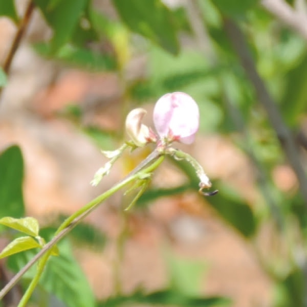 Pink Fuzzy Bean | Project Noah