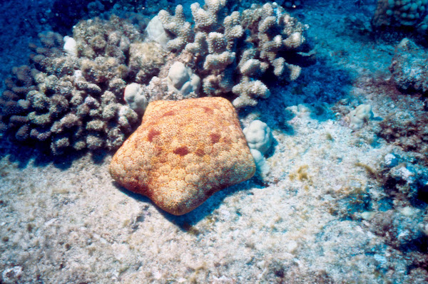 Pincushion Starfish | Project Noah