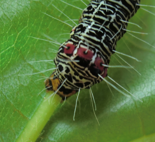 Grapevine moth caterpillar | Project Noah