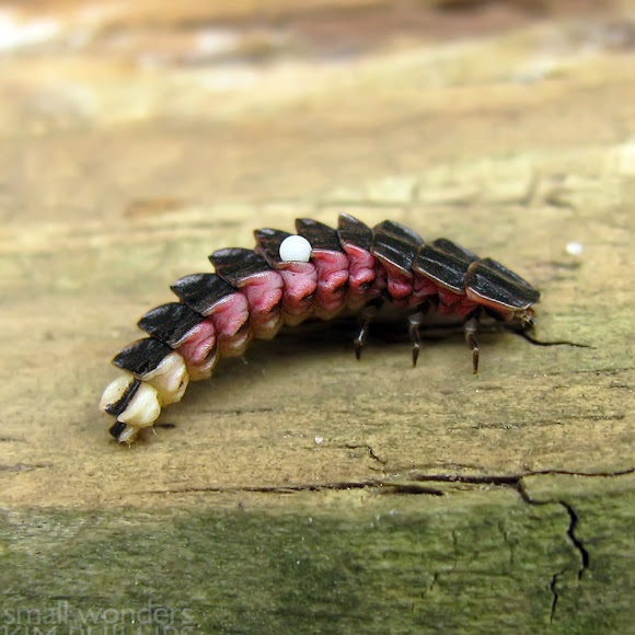 Black Firefly larva | Project Noah