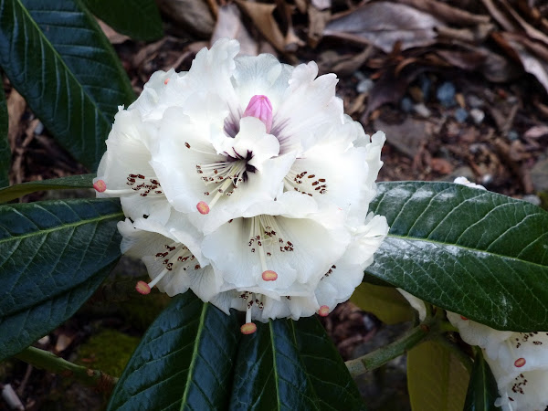 Big Leaf Rhododendron | Project Noah