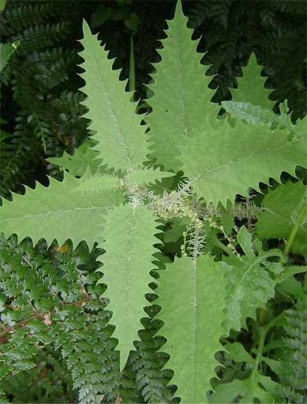Ongaonga (NZ Nettle) | Project Noah