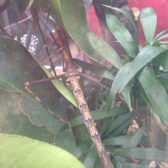 Peruvian giant jumping stick | Project Noah