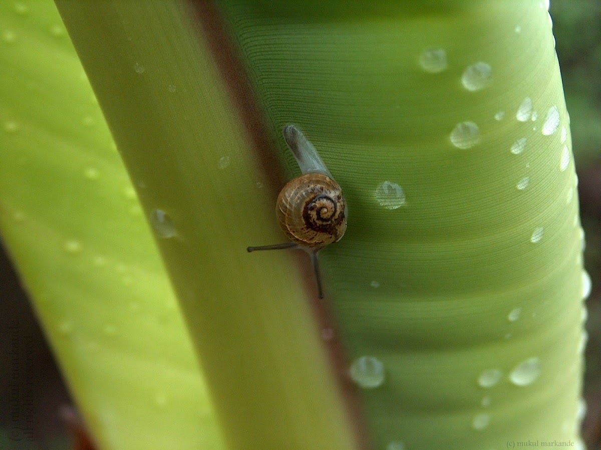 Snail | Project Noah