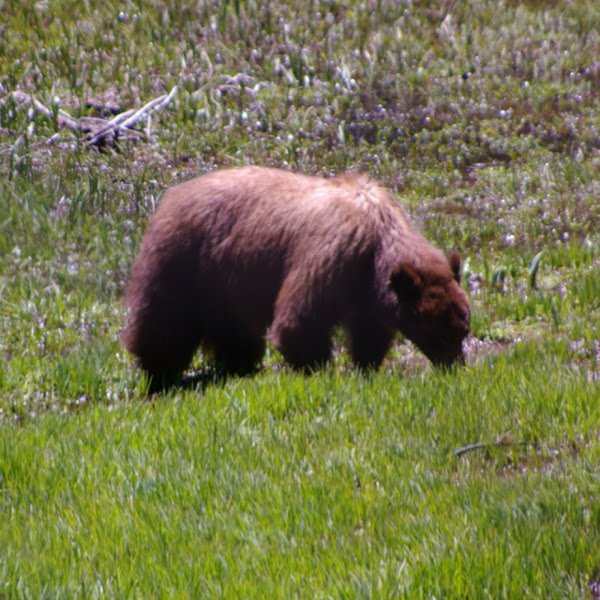 California black bear | Project Noah