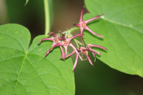 Climbing Milkvine | Project Noah