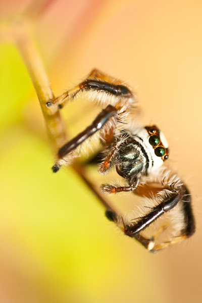 two-striped jumping spider | Project Noah