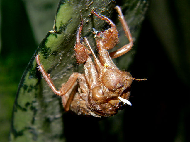 cicada husk | Project Noah