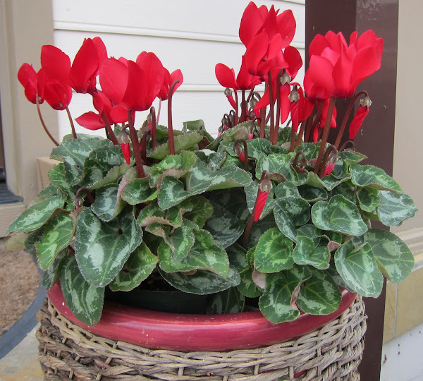 Red Cyclamen | Project Noah