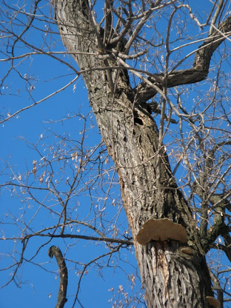 Phellinus rimosus (robiniae), Black Locust polypore, 1 of 2 | Project Noah