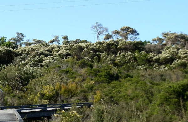 Coastal Tea Tree | Project Noah