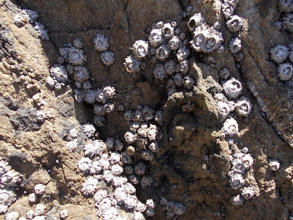 Brown surf barnacle | Project Noah