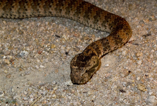 Common Death Adder | Project Noah