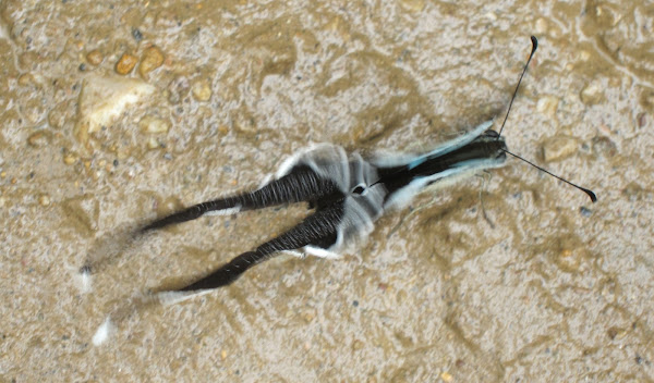 Green Dragontail | Project Noah
