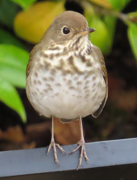 Hermit Thrush | Project Noah