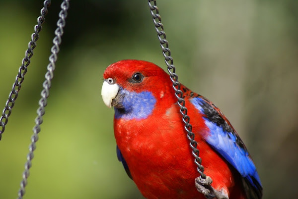 Crimson Rosella | Project Noah