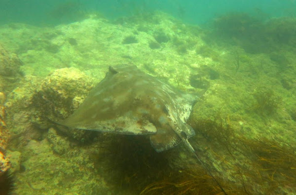 Southern eagle ray | Project Noah