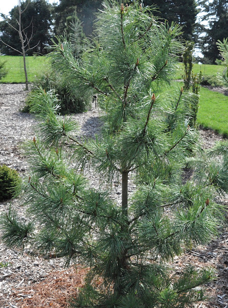 Dragon Eye Korean Pine | Project Noah