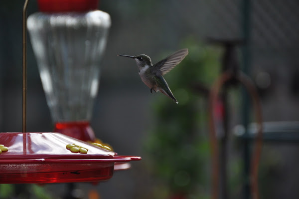 Hummingbird | Project Noah