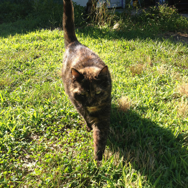 Tortoiseshell cat, Calico cat, marble cake cat | Project Noah