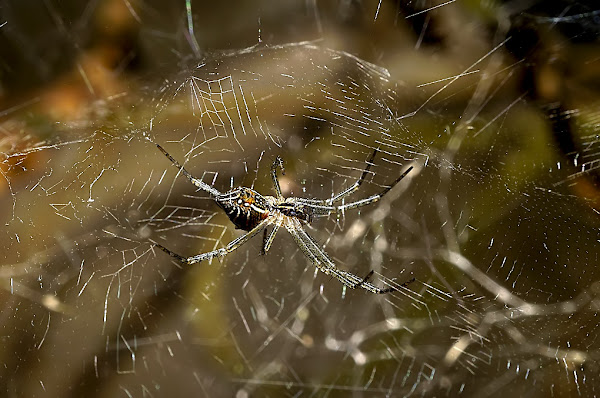 Dome Web Spider | Project Noah