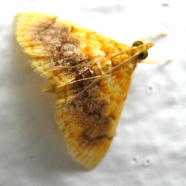 Orange moth | Project Noah