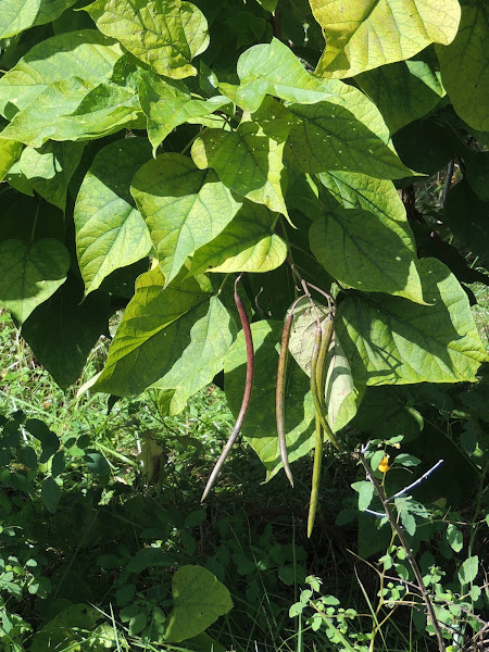 Catalpa Tree | Project Noah