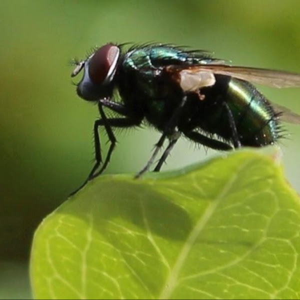 Common Green Bottle Fly | Project Noah