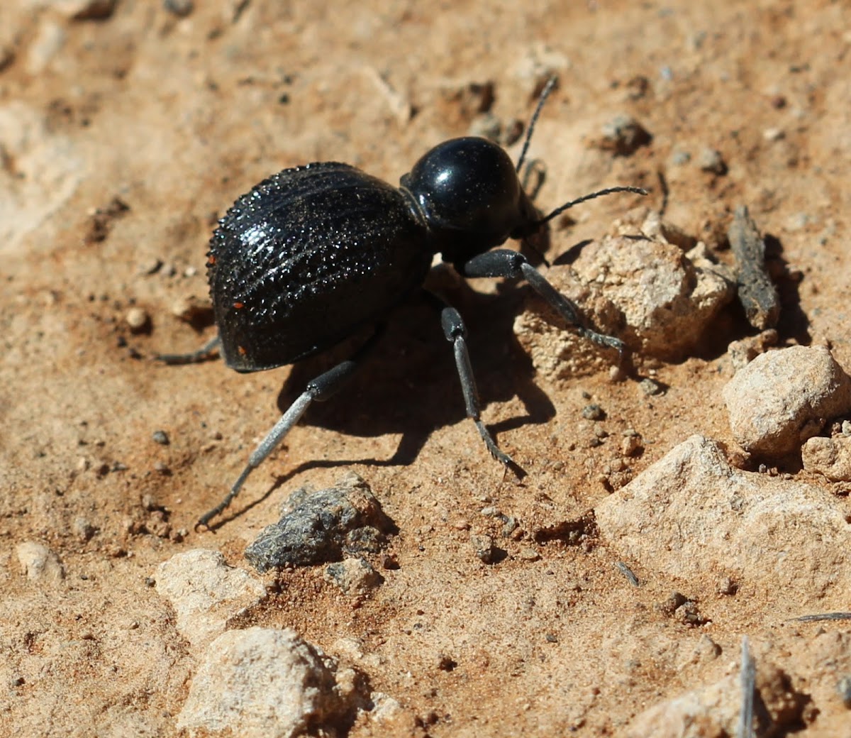 Toktokkie | Project Noah