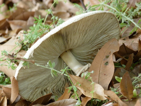 Deadly Dapperling | Project Noah