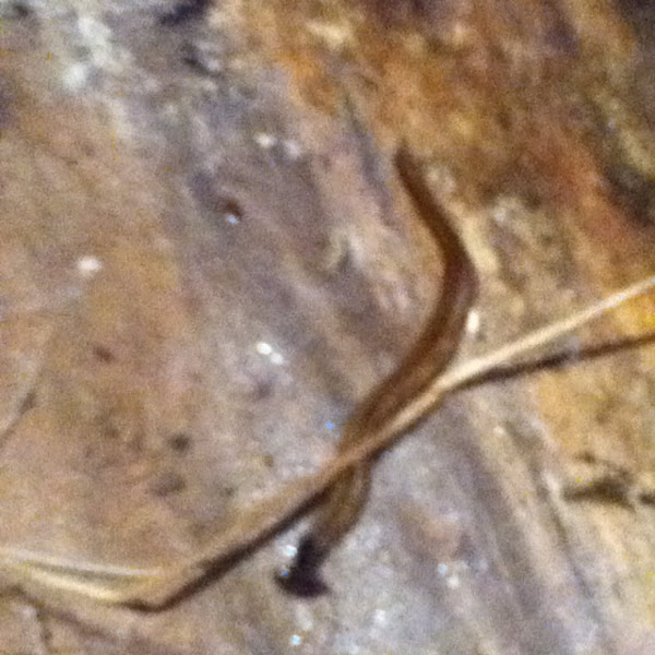 Evil worm | Project Noah