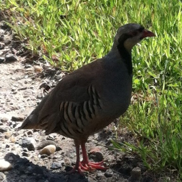 Chukar Partridge | Project Noah