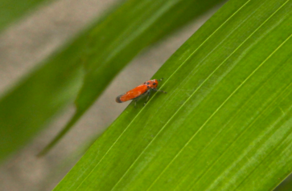 Red Leafhopper | Project Noah
