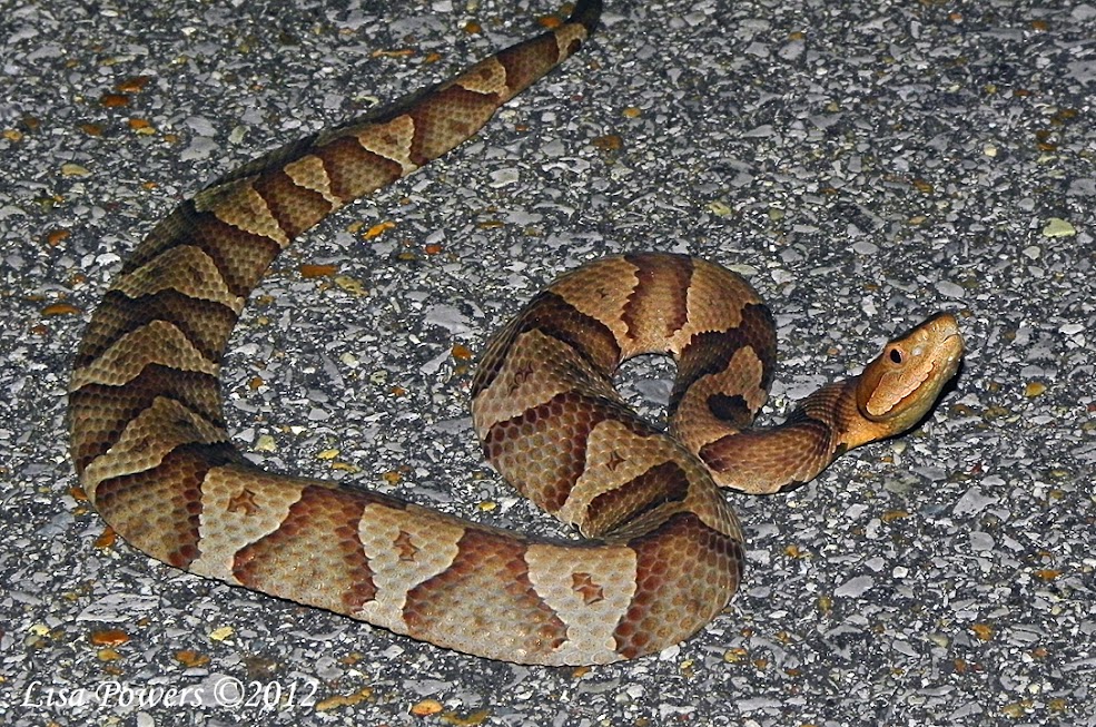 Copperhead | Project Noah