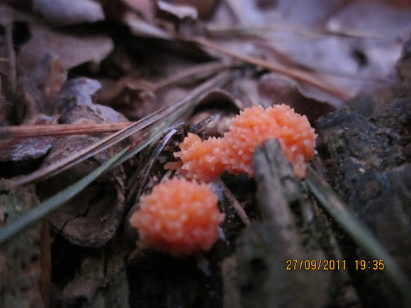 red raspberry slime mold | Project Noah