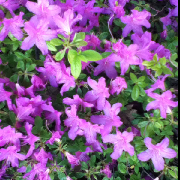 Azalea | Project Noah