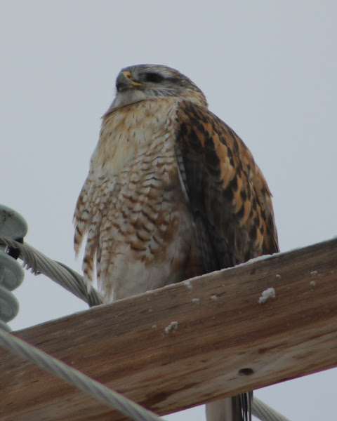 Ferruginous Hawk | Project Noah