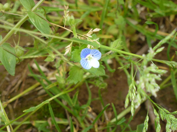 Common Field-speedwell | Project Noah