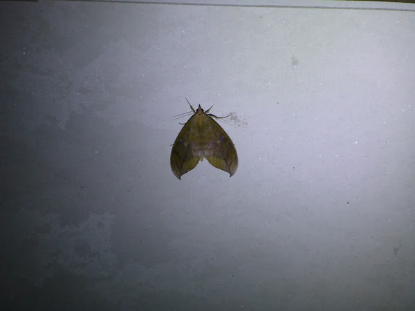 Fruit Piercing Moth | Project Noah