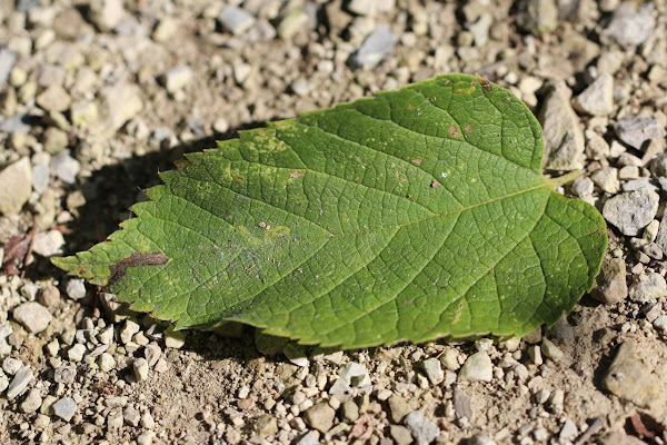 Northern Hackberry | Project Noah