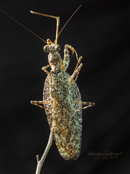 The Bark Mantis | Project Noah