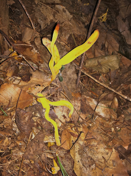 Yellow club fungus | Project Noah