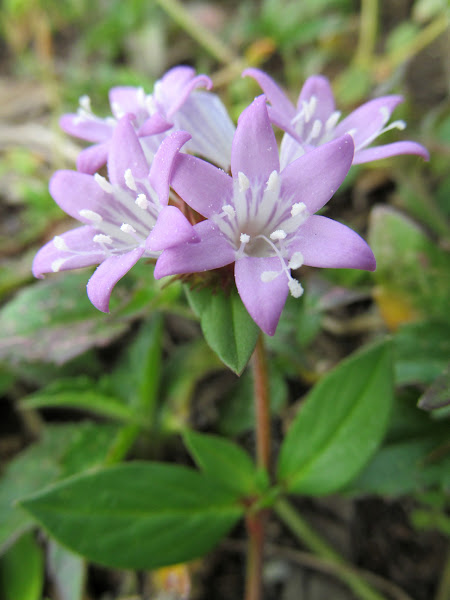 Largeflower Mexican Clover | Project Noah
