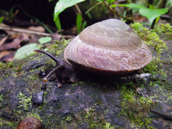 Tree Snail | Project Noah