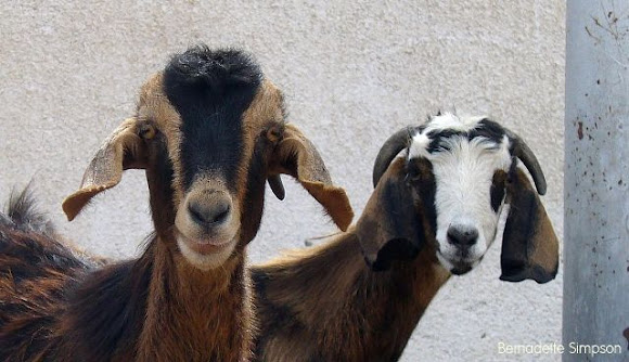 Egyptian Baladi Goats | Project Noah