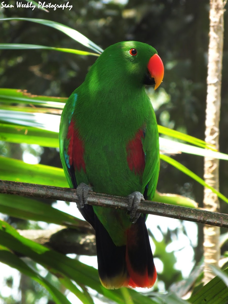 Eclectus Parrot | Project Noah